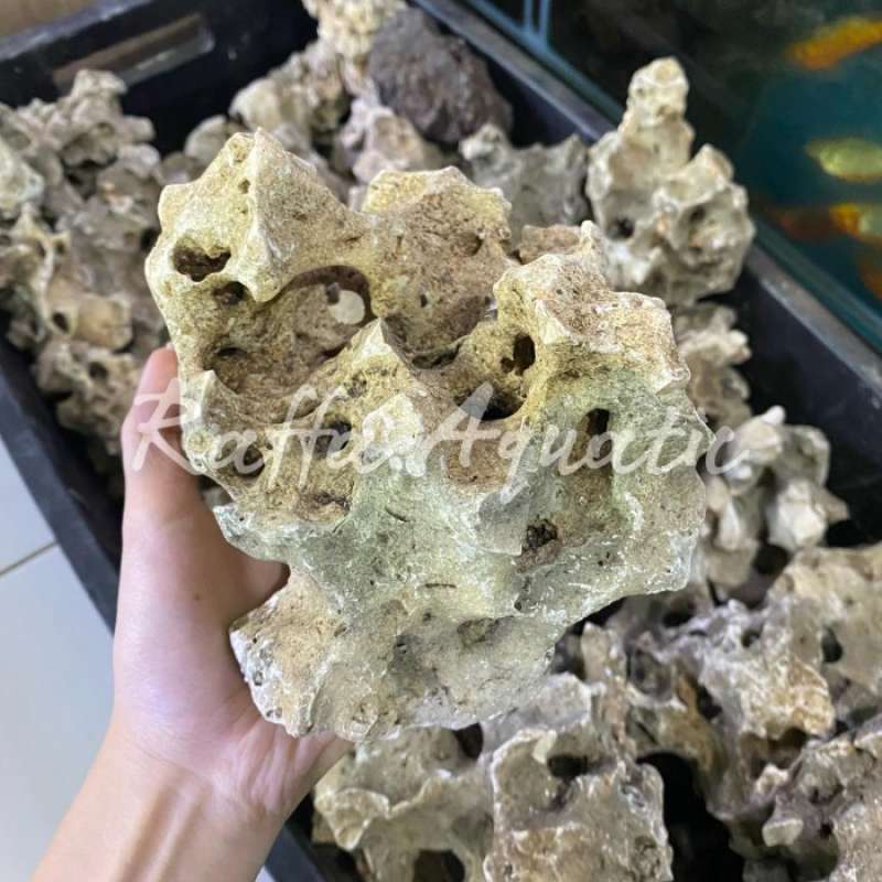 Promo Batu Karang Tulang 1 KG Media Filter Aquarium Diskon 18% di ...