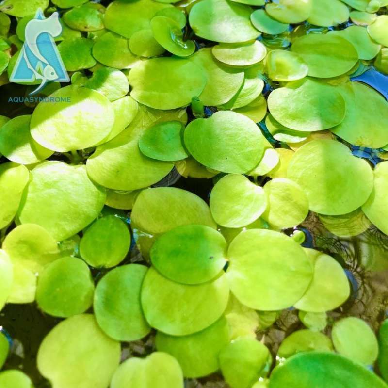 Jual Tanaman Air Apu Apu Kapu Kapu Super Mini, Amazon Frogbit Tanaman ...