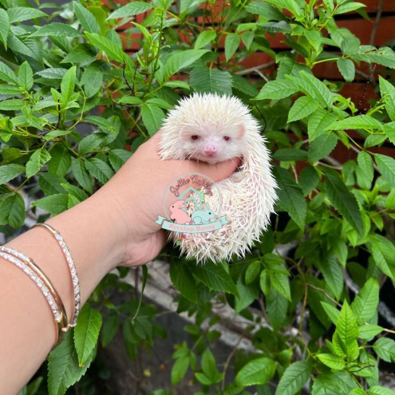 Promo landak mini lucu hedgehog lamin landak susu albino tobiano Tobi ...