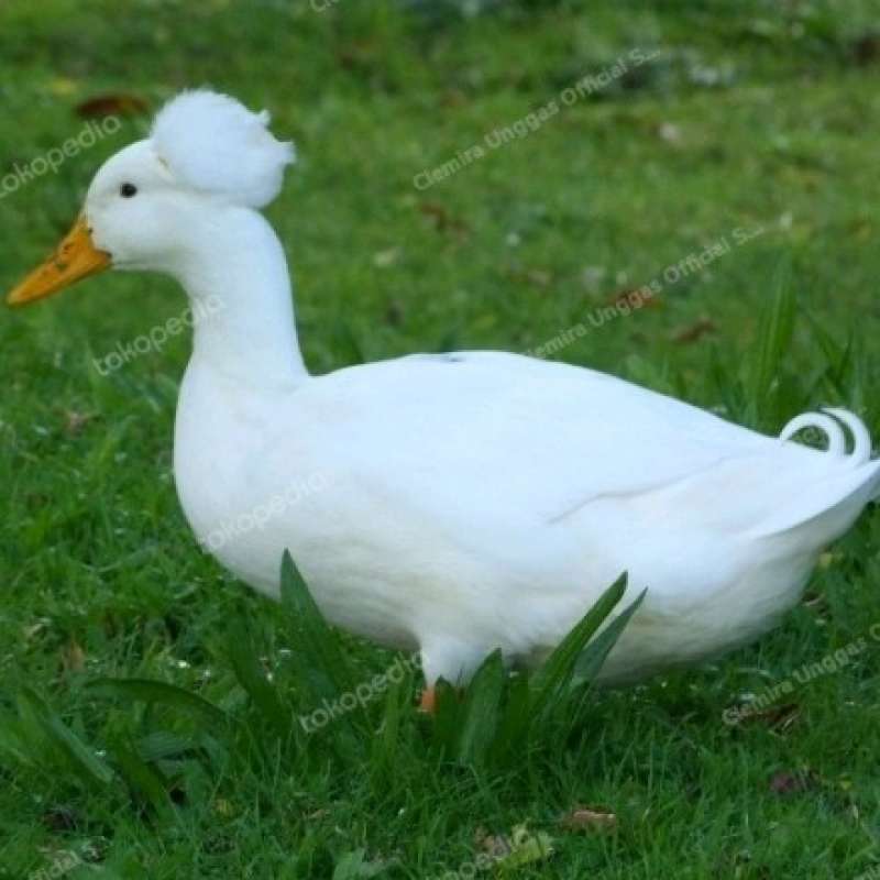 Jual Bebek Putih Jambul - Bebek Berjambul - Crested Duck Di Seller ...
