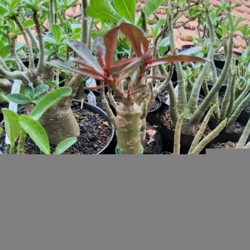 Promo Adenium Grafting Size C Thai Spider Diskon 23% di Seller Melangit ...