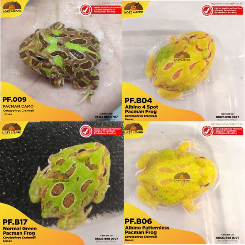 Promo [PREMIUM] Pacman Kodok, Katak Pacman, Bukan Dumpy Tree Pixie Frog ...