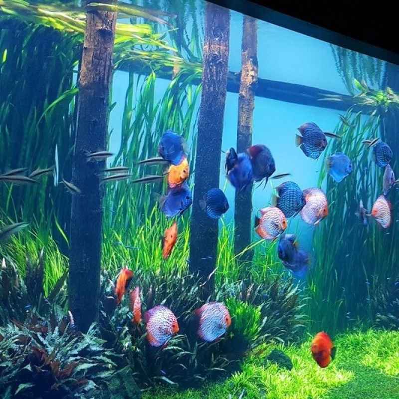 Promo Paket ikan discus 1.5 inch / paket ikan discus / paket mix discus ...