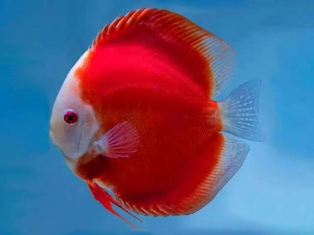 Jual Ikan Discus 2 Inchi Terdekat 🏷️ Harga Grosir Murah Terupdate Hari ...