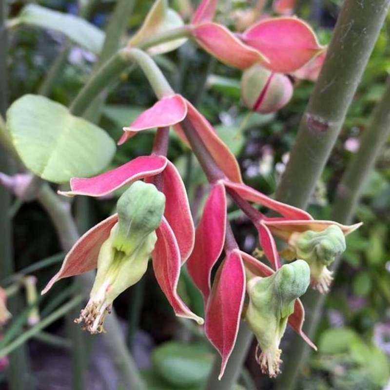 Jual Tanaman Hias Bunga Cucak Rowo Di Seller Tokobibitid - Sidomulyo ...