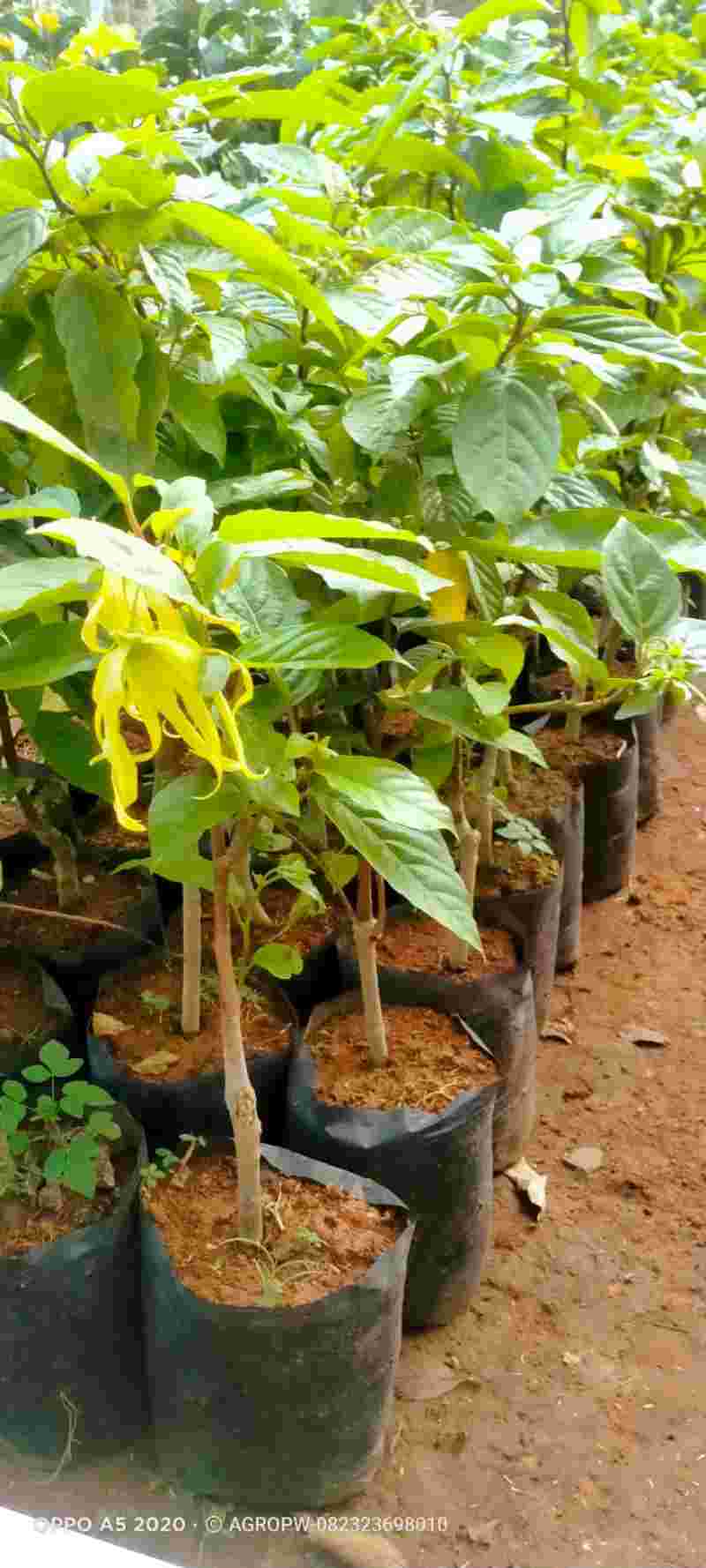 Pohon Kenanga Pokok Bunga Kenanga Theshaxfeen