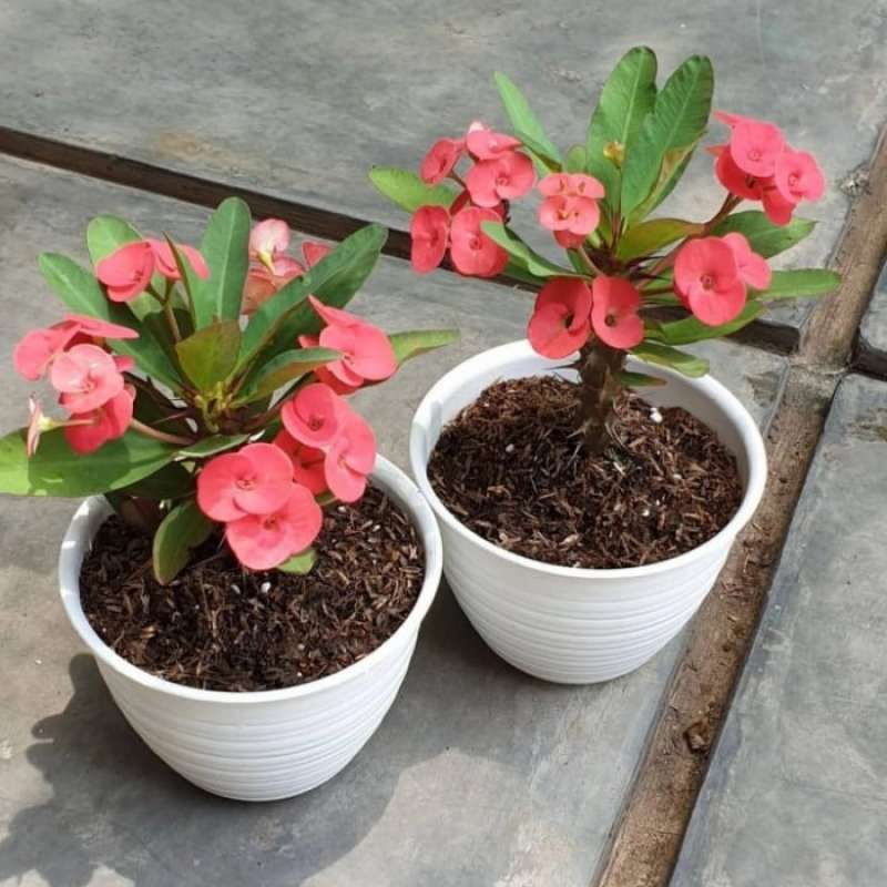 Promo Tanaman Hias Bunga Euphorbia Rimbun Inc Pot Putih Diskon 23% Di ...