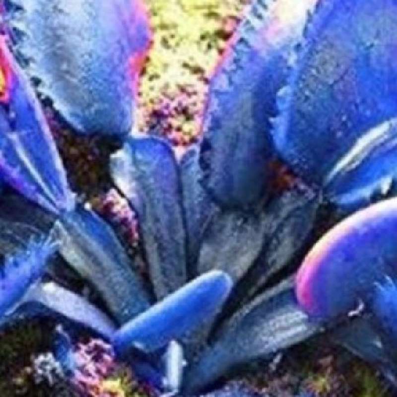Jual Bibit Venus Flytrap Blue Monster | Bibit Tanaman Pemakan Serangga ...