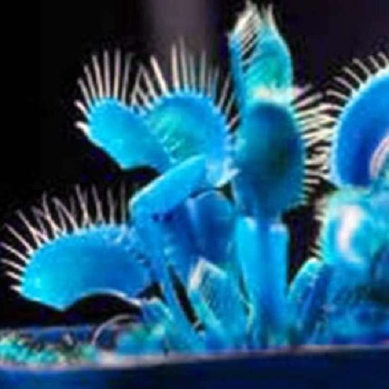 Jual Bibit Venus Flytrap Blue Monster | Bibit Tanaman Pemakan Serangga ...