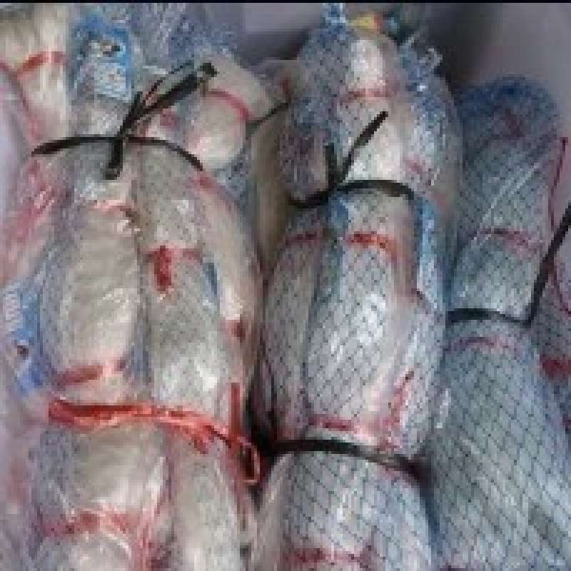 Jual Jaring senar jaring ikan/ jaring burung 012 5/8 100/100 yoko di ...