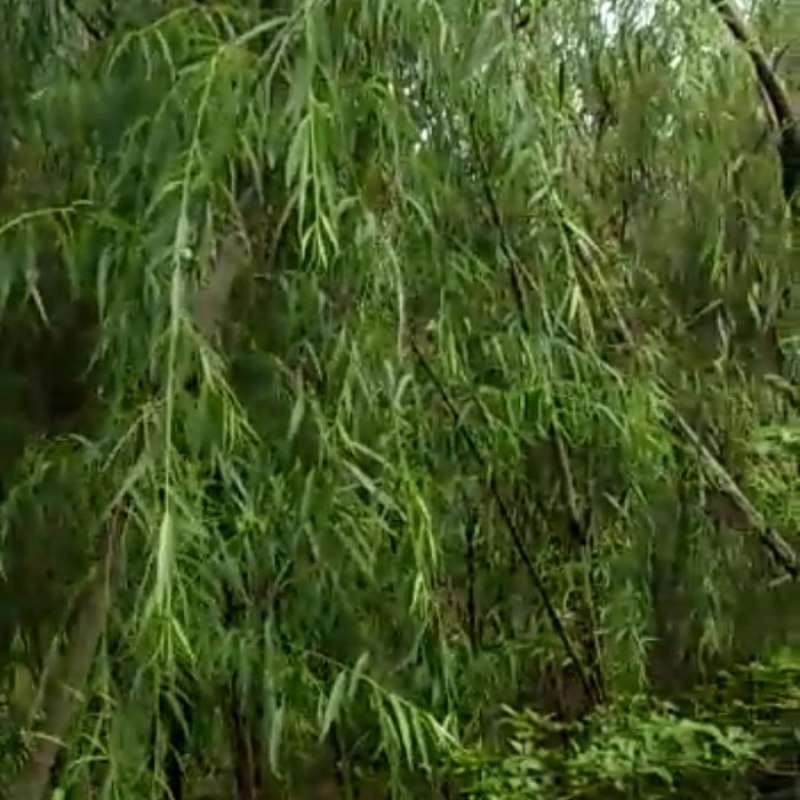 Jual Pohon Hias Liang Liu //janda Merana Tinggi 1m Di Seller King Store ...