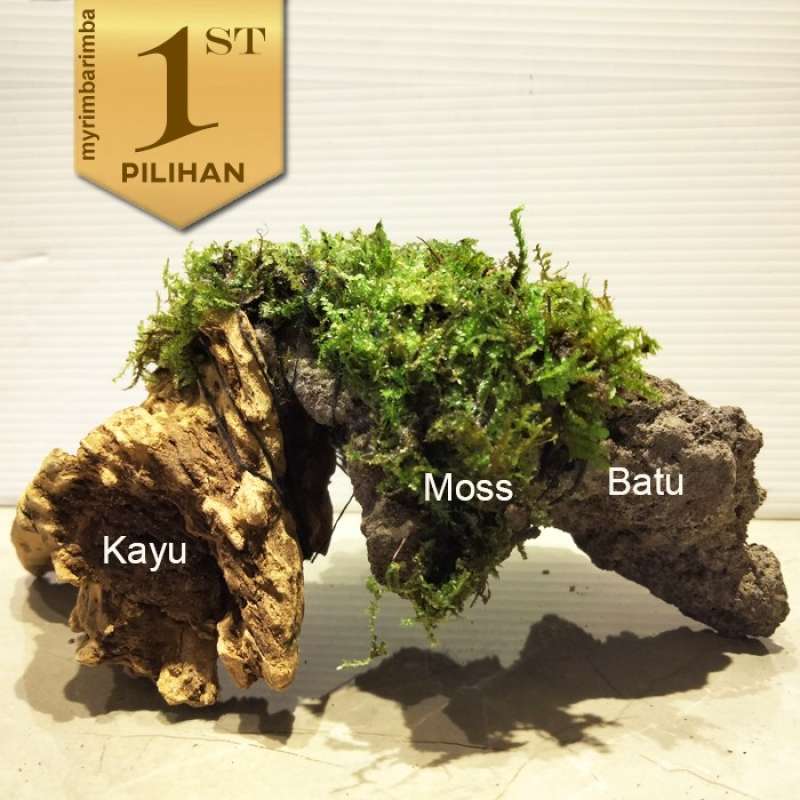 Promo Batu Kayu + Moss dng Kolong / Goa Hiasan Aquarium Tanaman ...