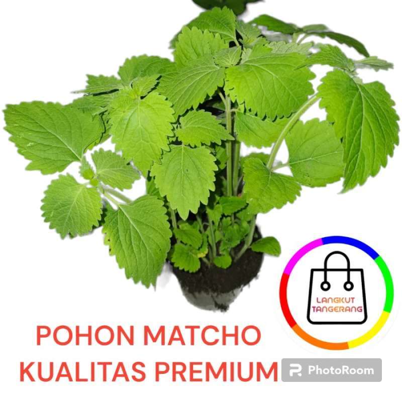 Promo pohon matcho kualitas premium sudah tumbuh berakar Diskon 33% di ...