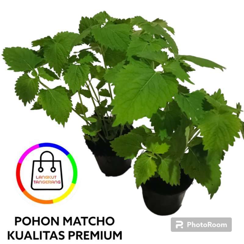 Promo pohon matcho kualitas premium sudah tumbuh berakar Diskon 33% di ...