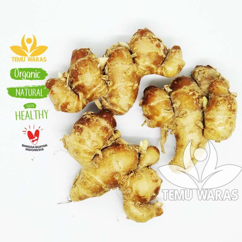Jual Kencur atau Cekur Super 1kg Organik Asli Gunung - Grade A di ...