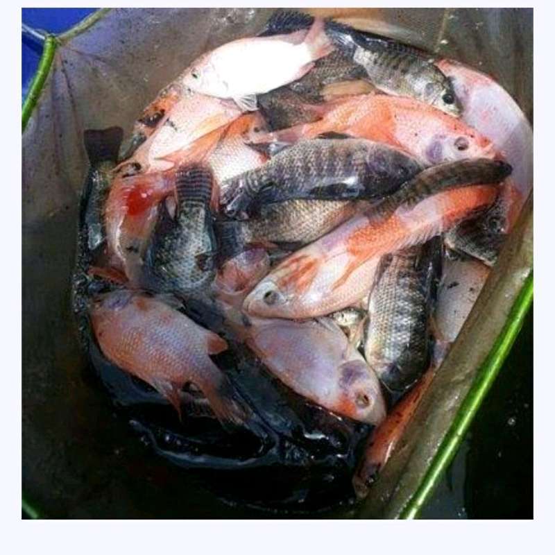 Ikan Nila Hitam Dan Merah