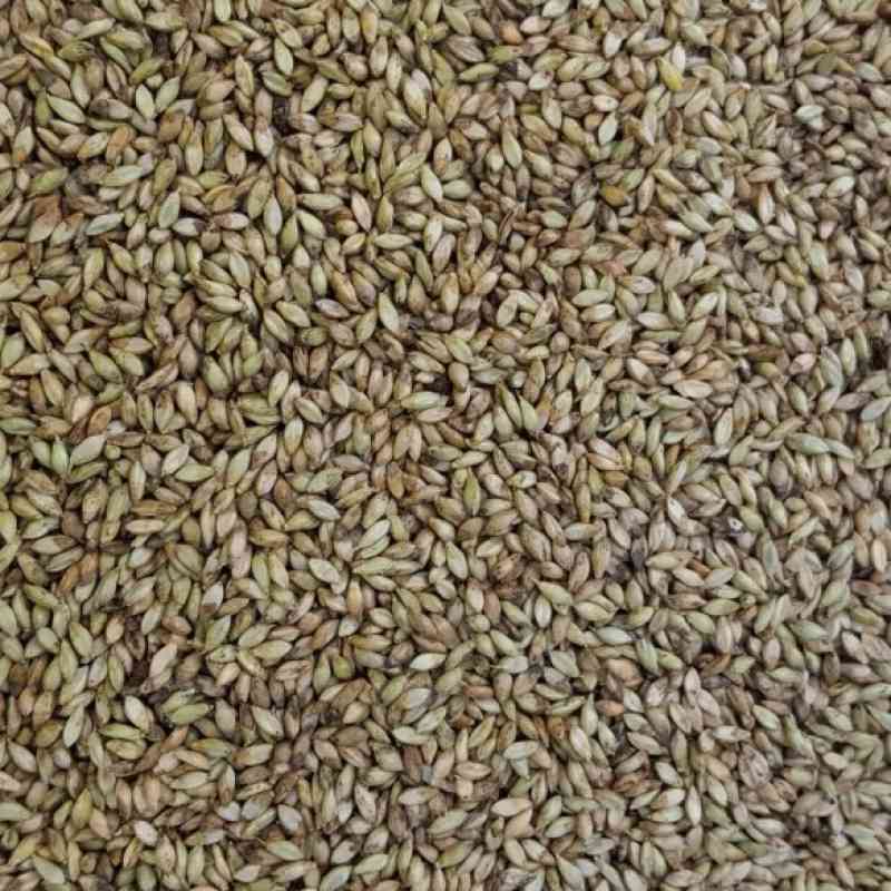 Promo Promo - Benih Rumput Brachiaria Humidicola / Decumbens /hybrid ...