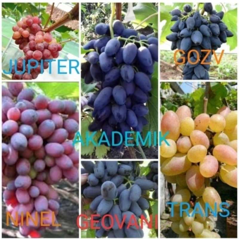 Jual Bibit Anggur Import Jenis Ninel/trans/jupiter/akademik/geovani Di ...