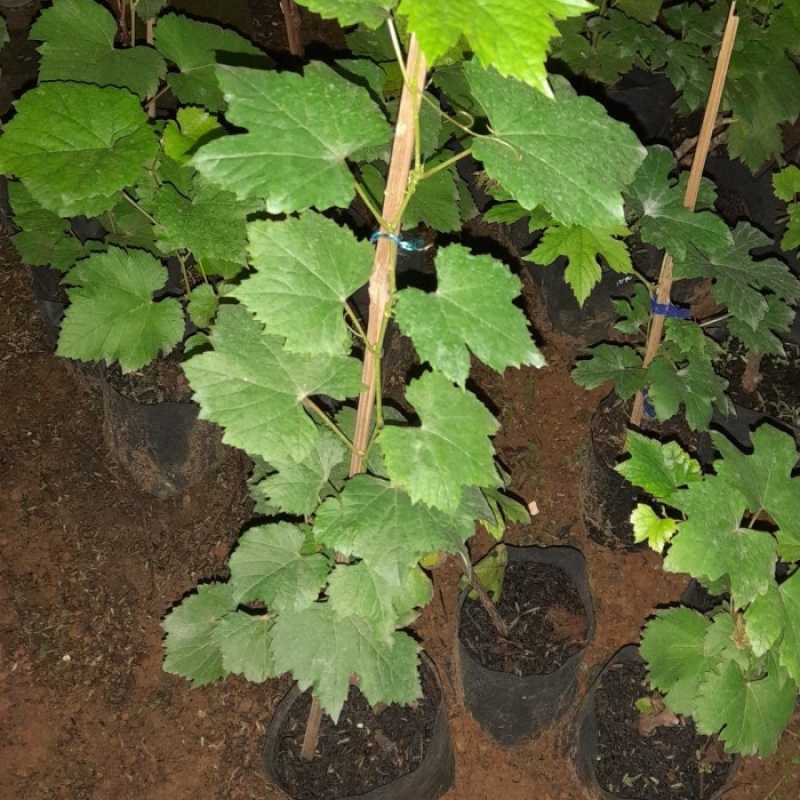 Jual Bibit Anggur Import Jenis Ninel/trans/jupiter/akademik/geovani Di ...