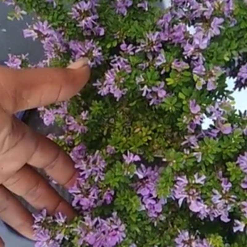 Jual Pohon Saeng Simbur Super Micro Vietnam Bunga Ungu Bahan Bonsai Di ...