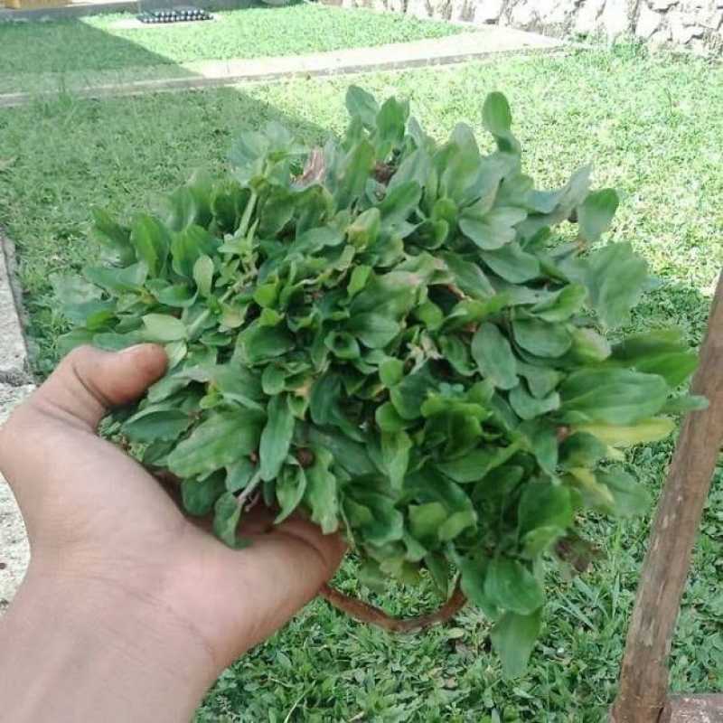 Promo 100 Produk Ori Rumput Gajah Mini 1 Meter Persegi Diskon 23 Di