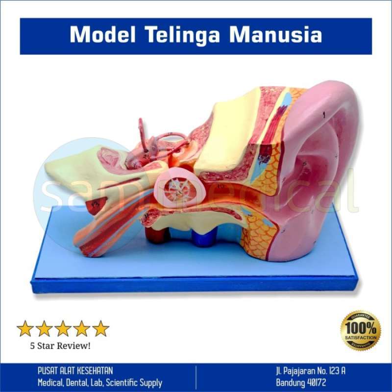 Promo Lokal Model Telinga Manusia Diskon 23% Di Seller Leomord Store ...
