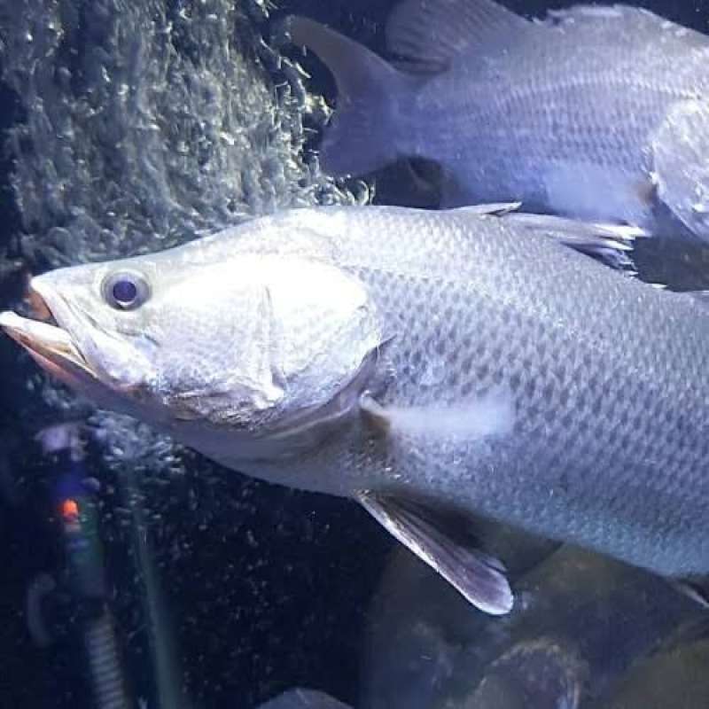 Jual Ikan Barramundi Air Tawar, Ikan Hias Predator Ukuran Kecil Kakap ...