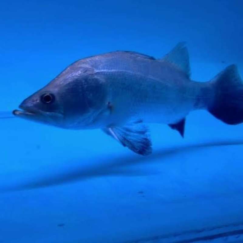 Jual Ikan Barramundi Air Tawar, Ikan Hias Predator Ukuran Kecil Kakap ...