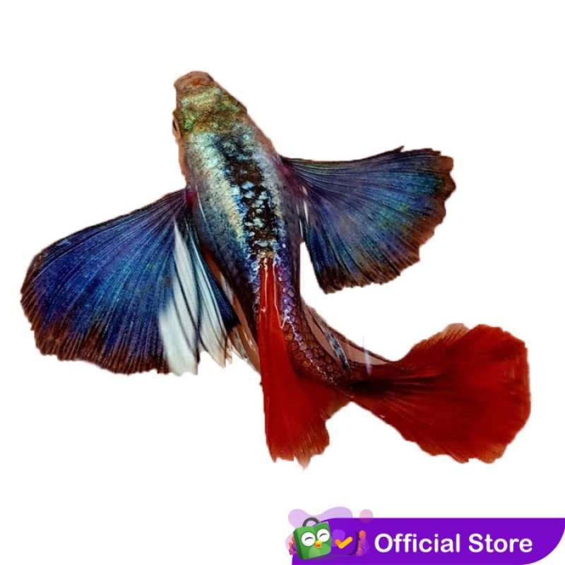 Jual Guppy Platinum Red Tail Dumbo - Prtde / Ikan Hias Air Tawar - Betina Di Seller Suzuka ...