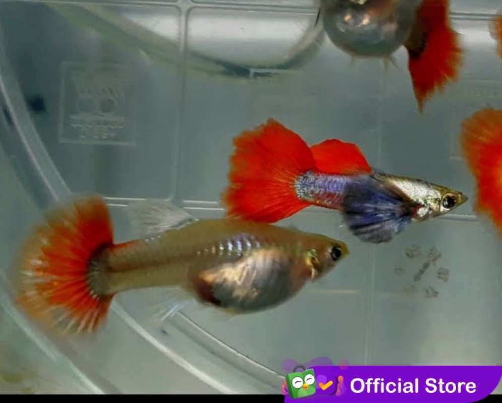 Jual Guppy Platinum Red Tail Dumbo - Prtde / Ikan Hias Air Tawar - Betina Di Seller Suzuka ...