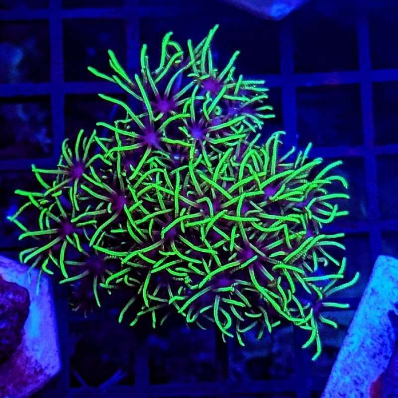 Jual Green Star Polyp Bulu Panjang Makassar Coral Aquarium Lautt Di ...