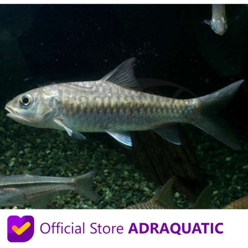Jual Ikan Hias Kancra Dewa Tor Soro Semah Mahseer Kancera Air Tawar ...