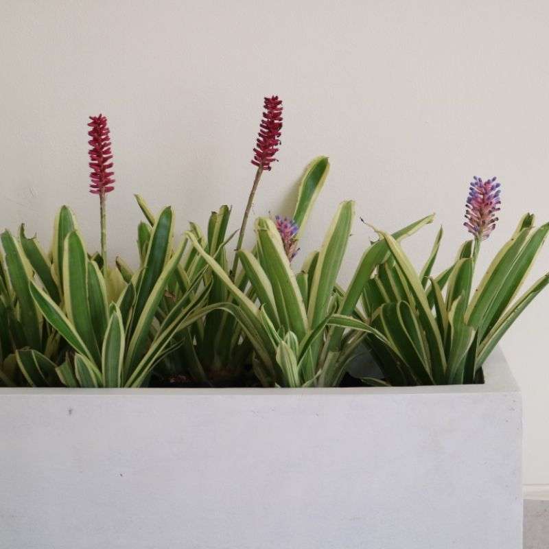Jual Pot Tanaman Panjang Bahan Semen Planter Box Large Pxlxt ...