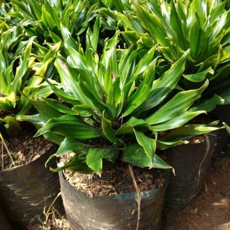 Jual Tanaman Hanjuang Hijau 💯 Harga Murah & Kualitas Terbaik April 2026