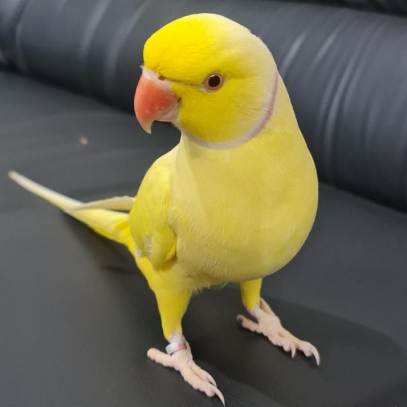Yellow Albino Alexandrine Parrot