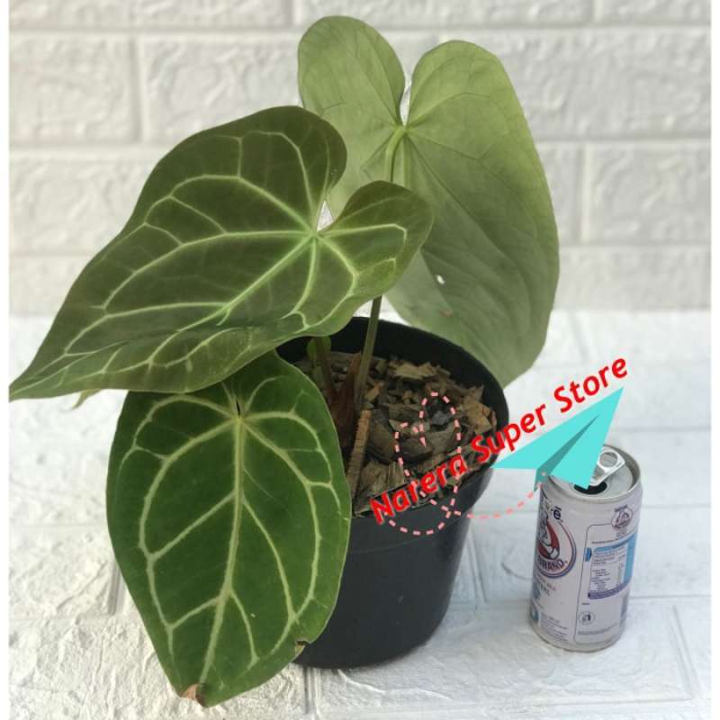 Jual Tanaman Hias Kuping Gajah Batang Kotak Anthurium Magnificum Bunga ...