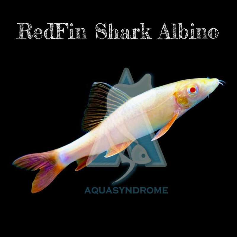 Albino Red Fin Shark