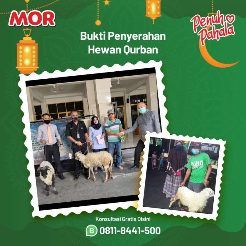 Jual Edisi Idul Adha Hewan Kurban Domba Dugul - Qurban Hidup Di Seller ...