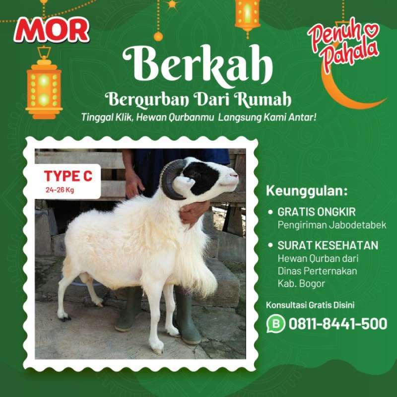 Jual Edisi Idul Adha Hewan Kurban Domba Dugul - Qurban Hidup Di Seller ...