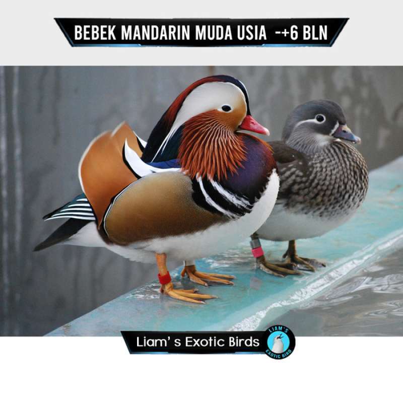 Promo Bebek Mandarin Usia Muda Usia -+6 Bln Pilihan Diskon 23% di ...