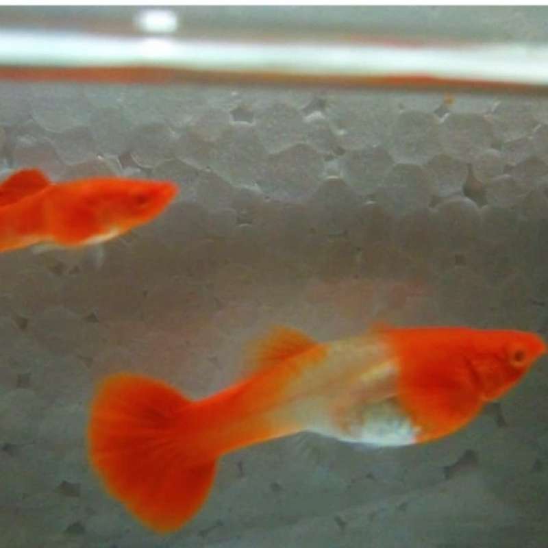 Jual Guppy Albino Koi Red Ear (gen King Koi) Di Seller Aaron - Kebon ...