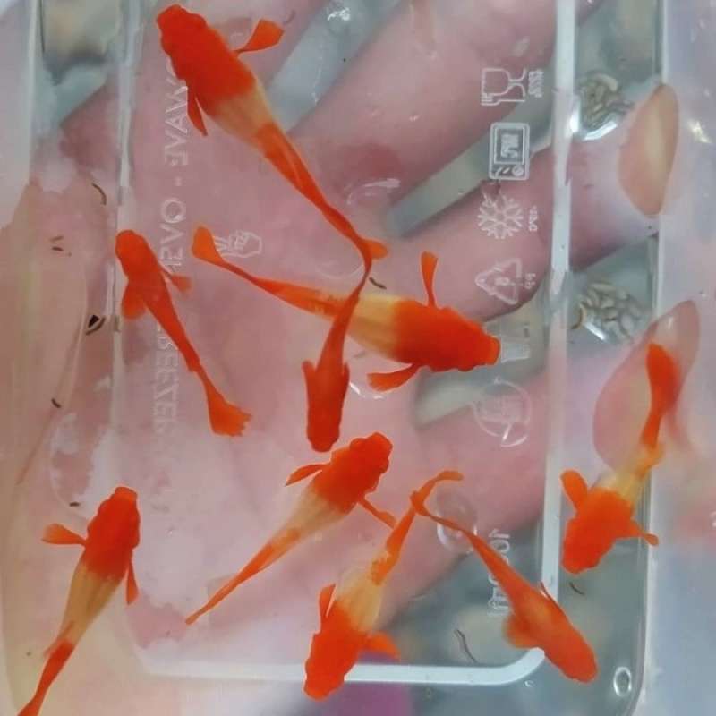 Jual Guppy Albino Koi Red Ear (gen King Koi) Di Seller Aaron - Kebon ...
