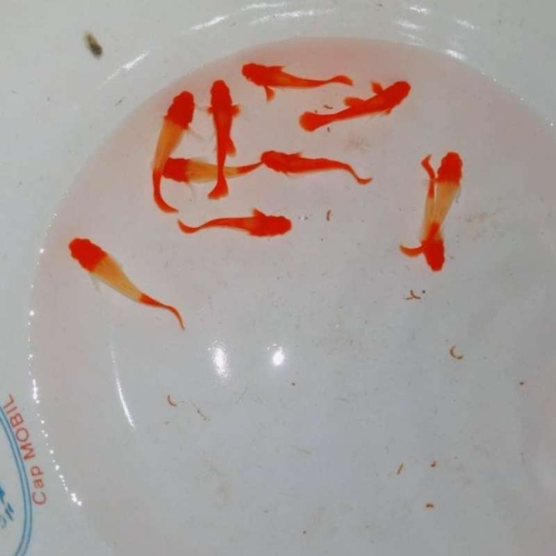 Jual Guppy Albino Koi Red Ear (gen King Koi) Di Seller Aaron - Kebon ...