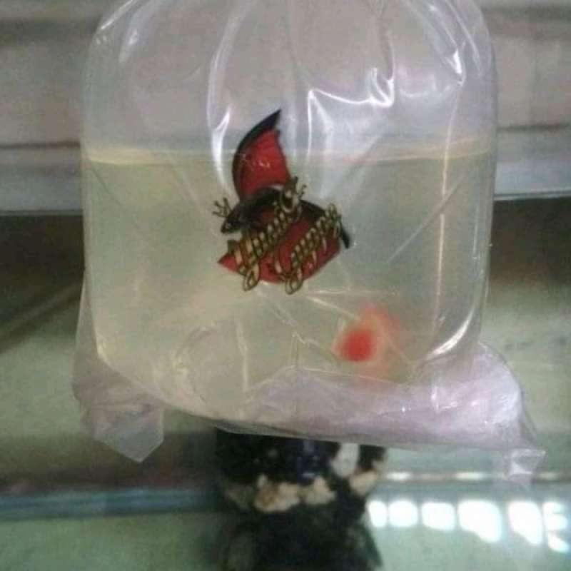 Jual Guppy Albino Koi Red Ear (gen King Koi) Di Seller Aaron - Kebon ...