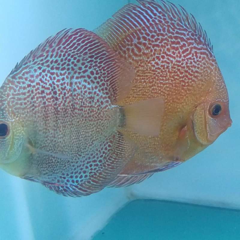 Promo Discus Gen panthera 3 inchi gen panthera import Diskon 21% di ...