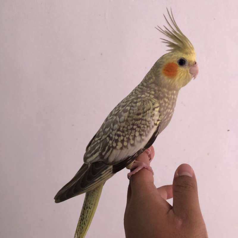 Jual Falk Australia / Cockatiel / Parkit Australia Jenis Pearl Jinak ...