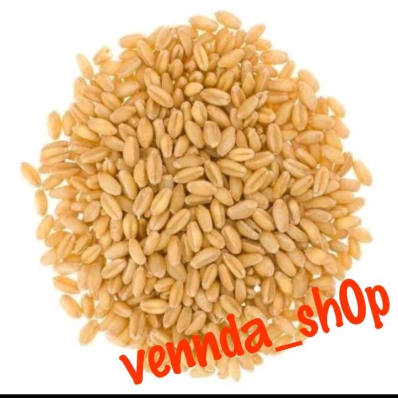 Gandum Utuh 1 Kg Lengkap Harga Terbaru Juli 2024 | Blibli