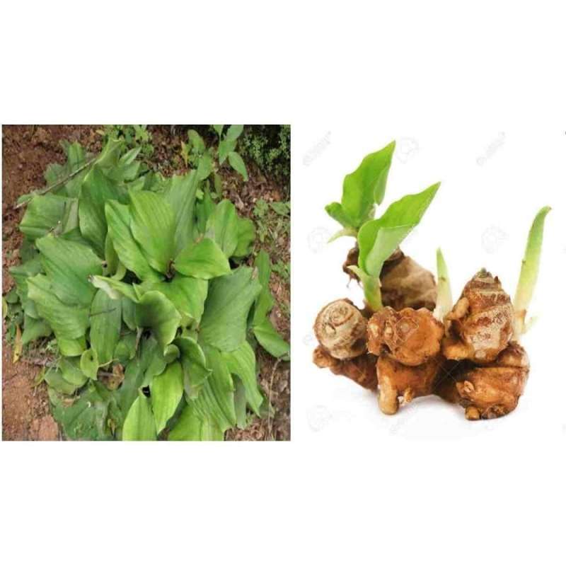 Jual Bubuk Kencur Bumbu Dan Herbal Baik Untuk Kesehatan 100g Di Seller ...