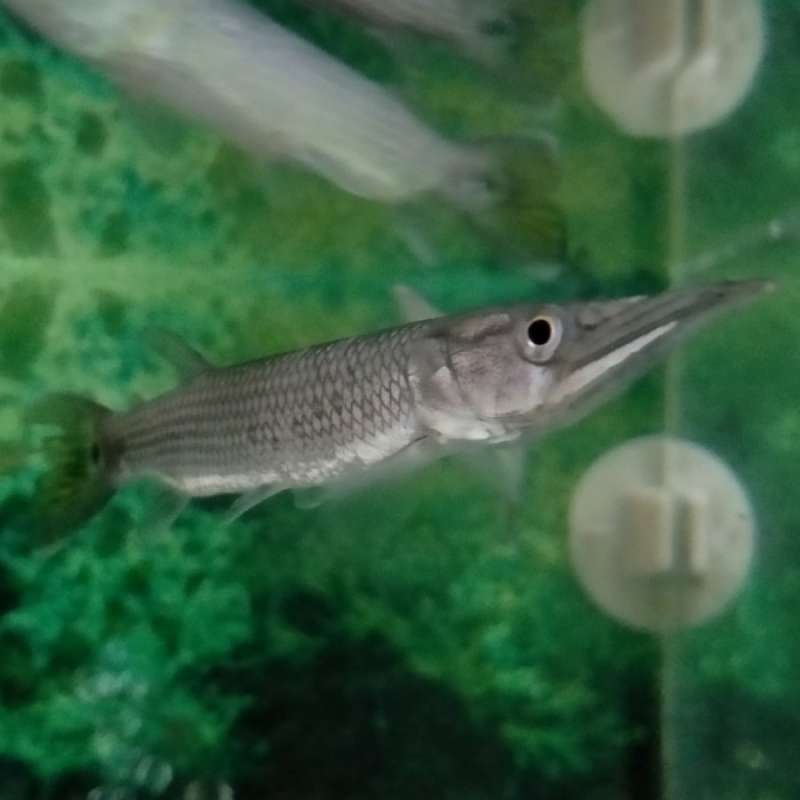 Promo Hiasan Aquarium Ikan Hujeta Gar Barracuda Ikan Air Tawar Tankmate ...