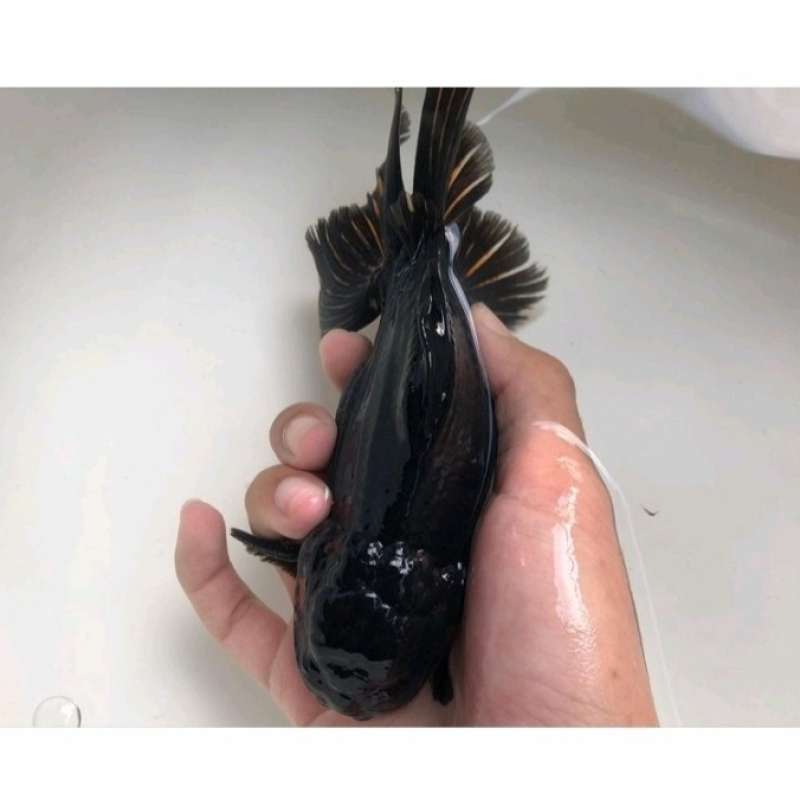 Ikan Koki Oranda Hitam